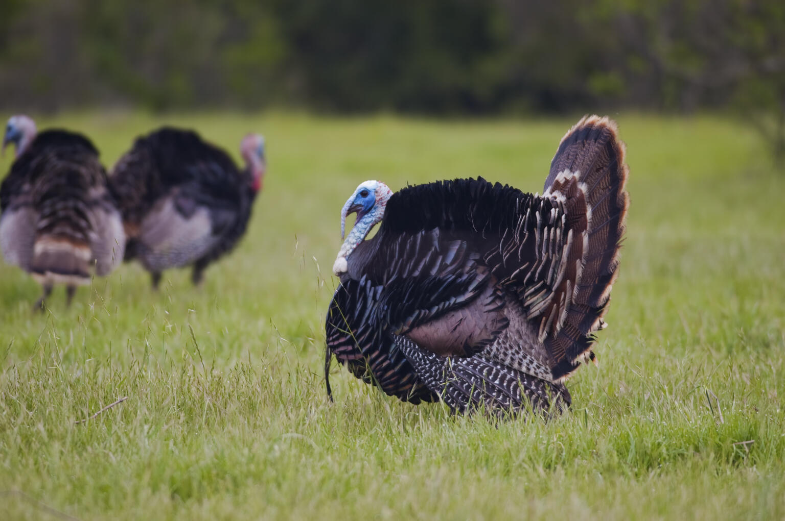 Let’s Hunt: Spring Turkeys in the Pacific Northwest | Alaskan Campers